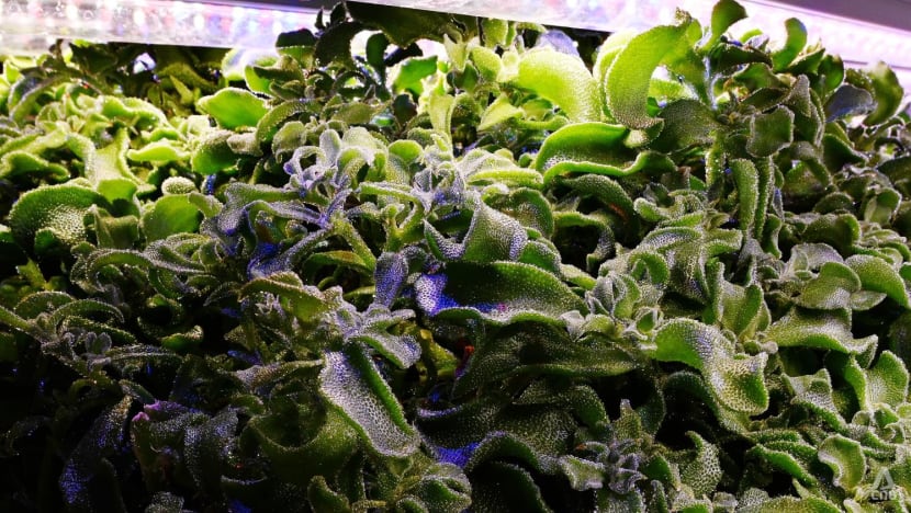 Grapes, seaweed and ice plants: The unexpected crops farms in Singapore are growing - CNA